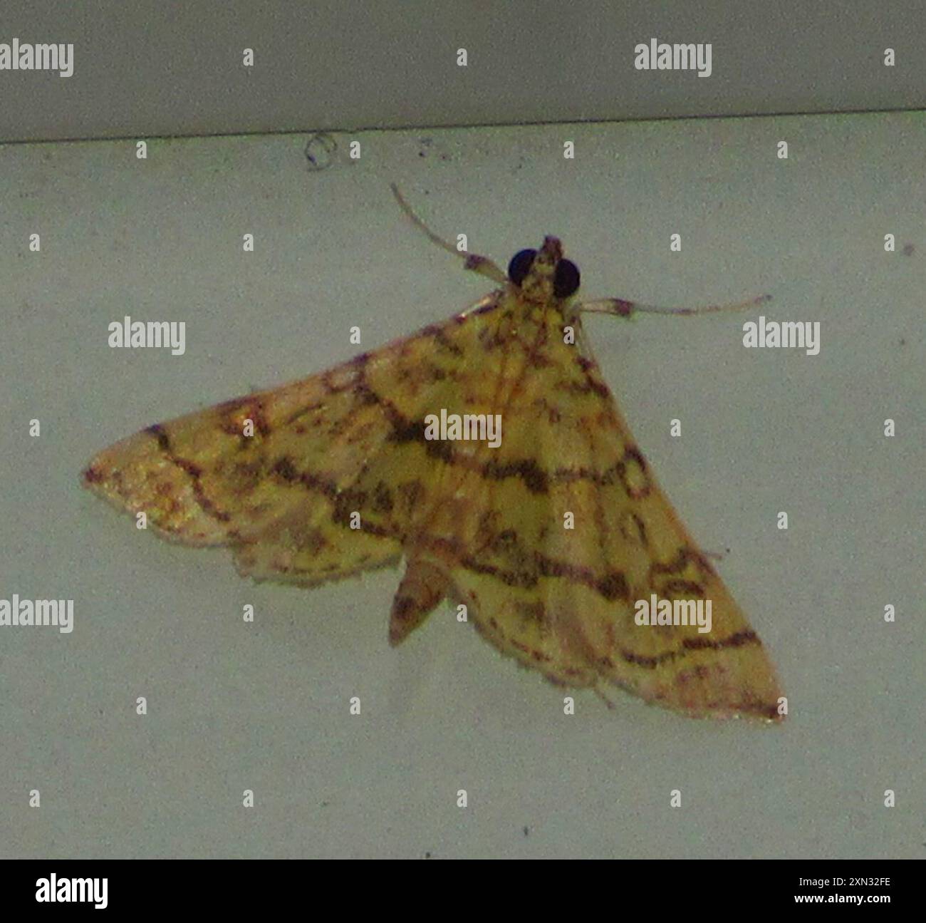 Pearl Moths (Spilomelinae) Insecta Stock Photo - Alamy