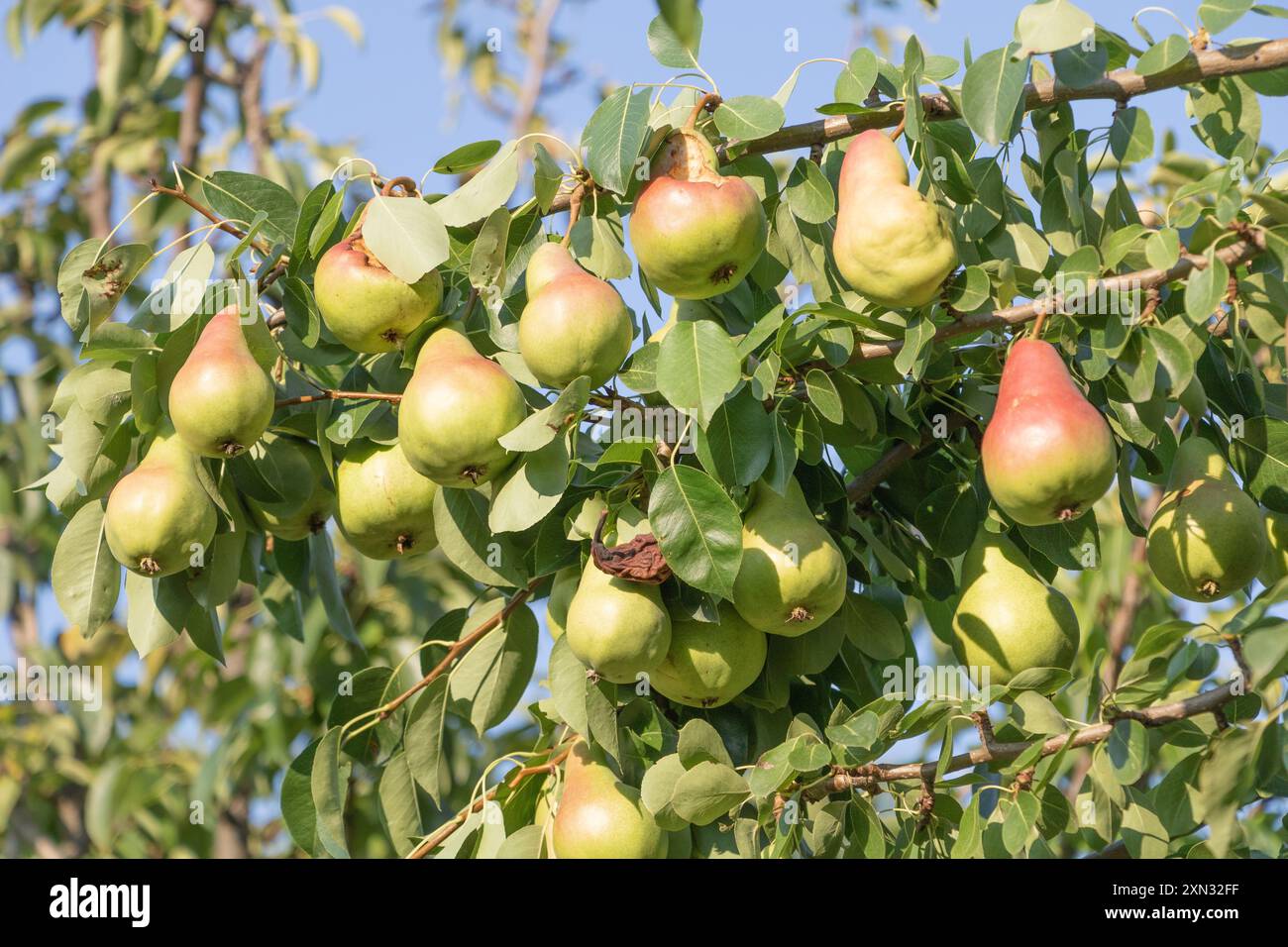 A bunch of pears in the tree. Benefits of pears. Blue sky Background ...