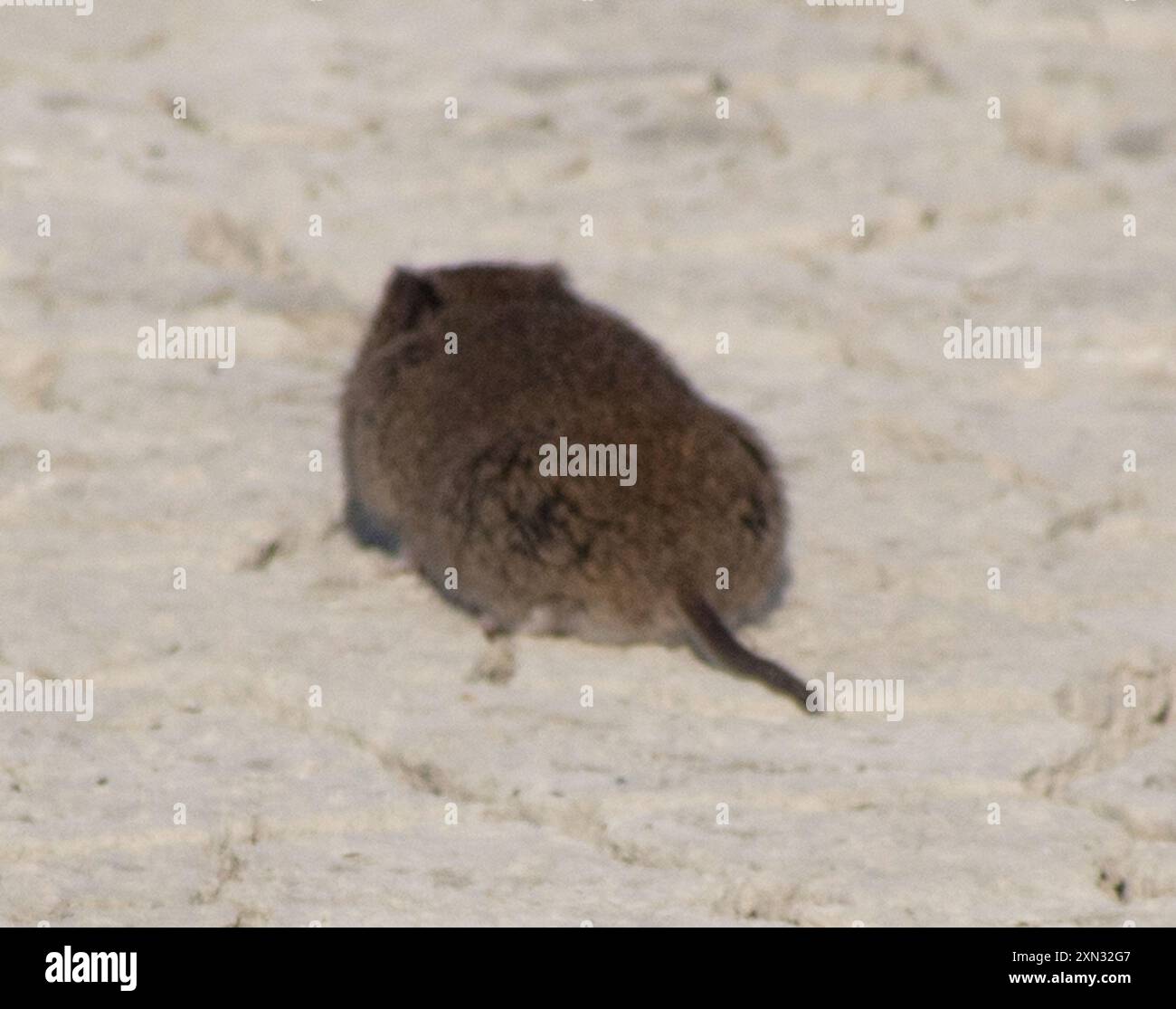 Meadow Voles (Microtus) Mammalia Stock Photo - Alamy
