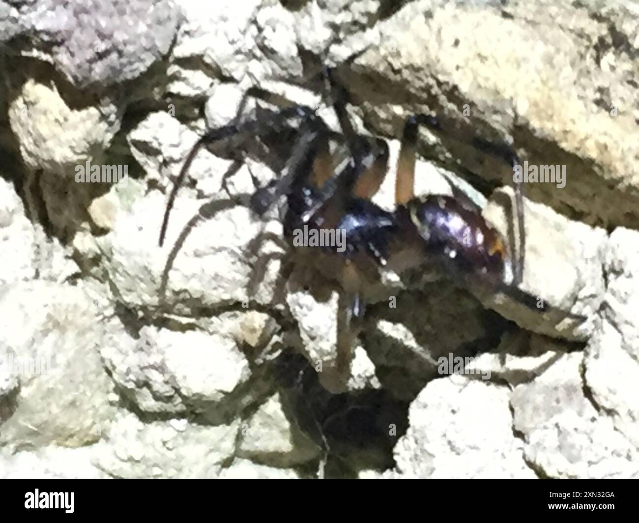 Black Cobweb Spider (Steatoda capensis) Arachnida Stock Photo - Alamy