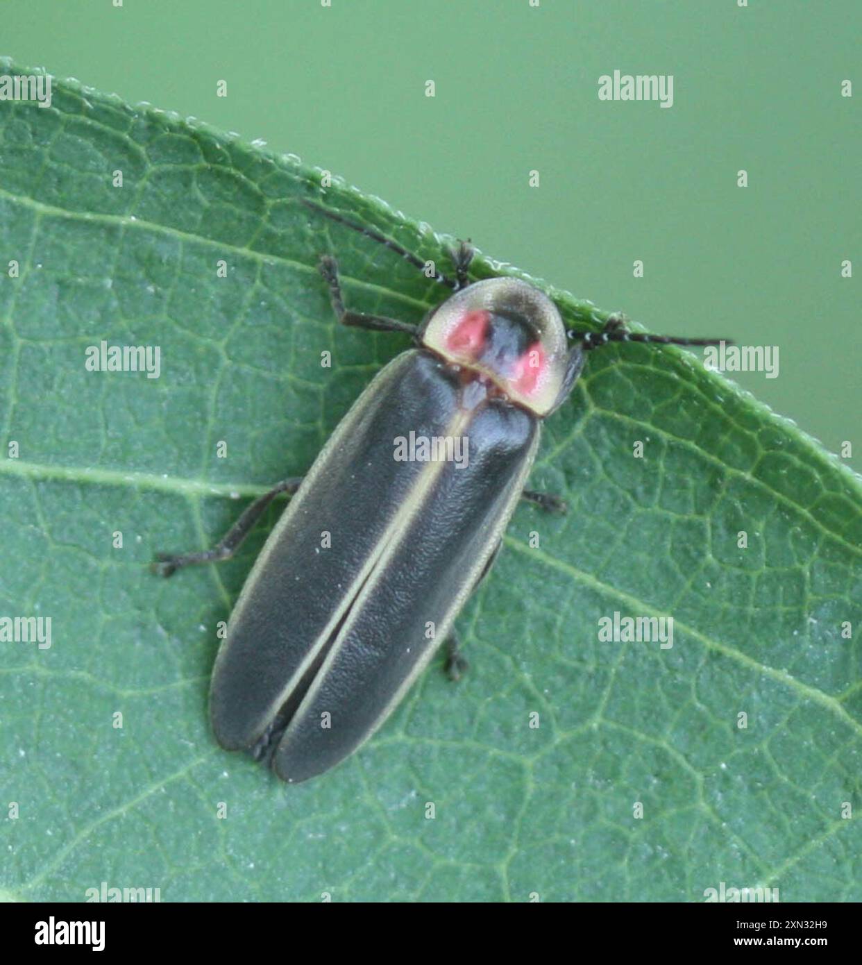 Common Eastern Firefly (Photinus pyralis) Insecta Stock Photo - Alamy