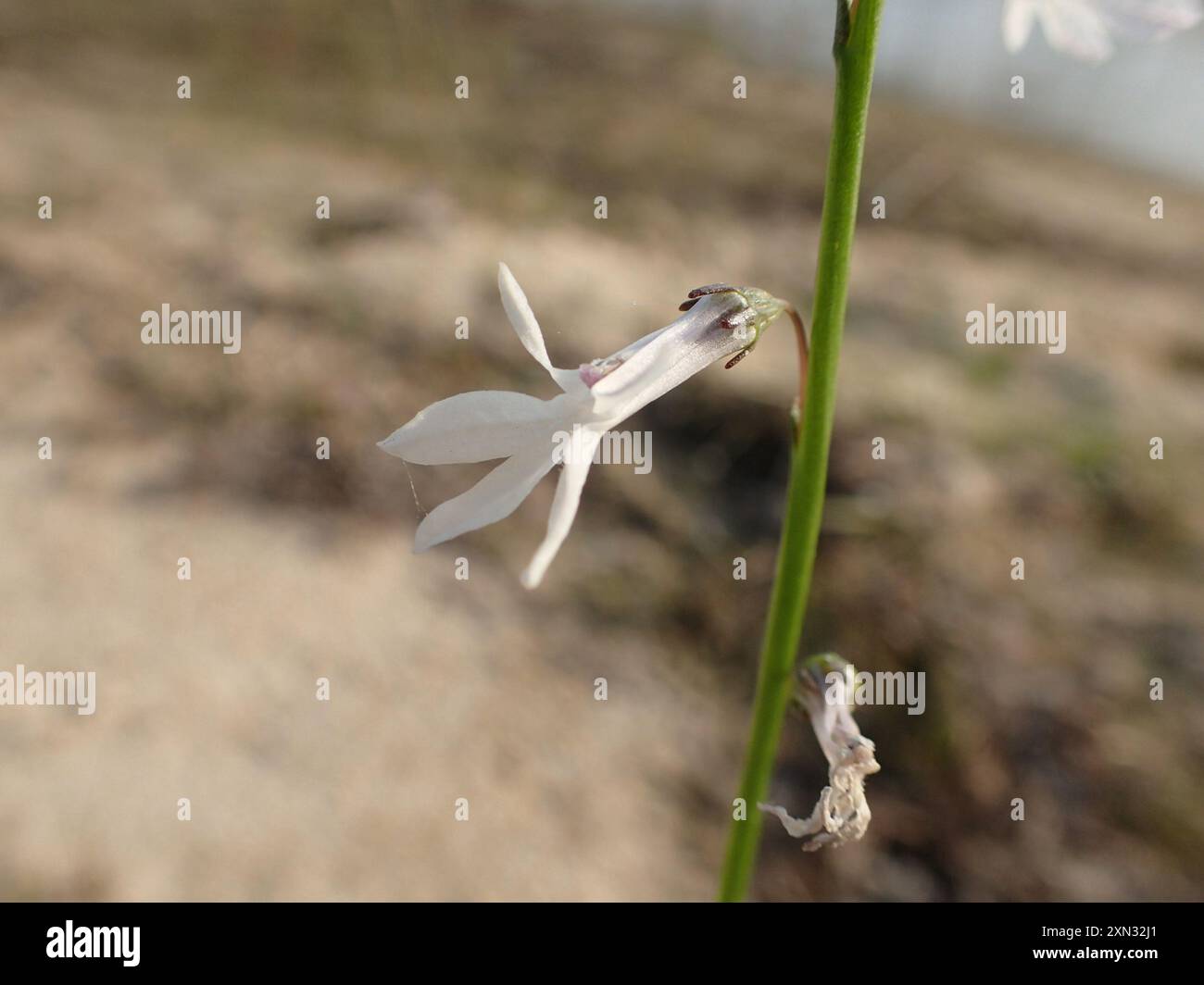 Water Lobelia (Lobelia dortmanna) Plantae Stock Photo - Alamy