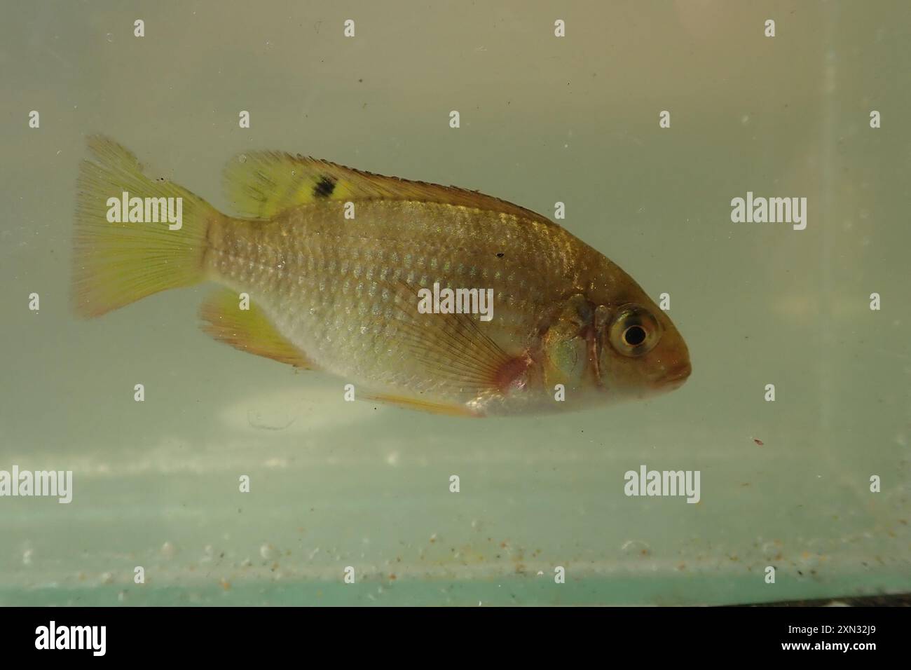 Redbreast tilapia hi-res stock photography and images - Alamy