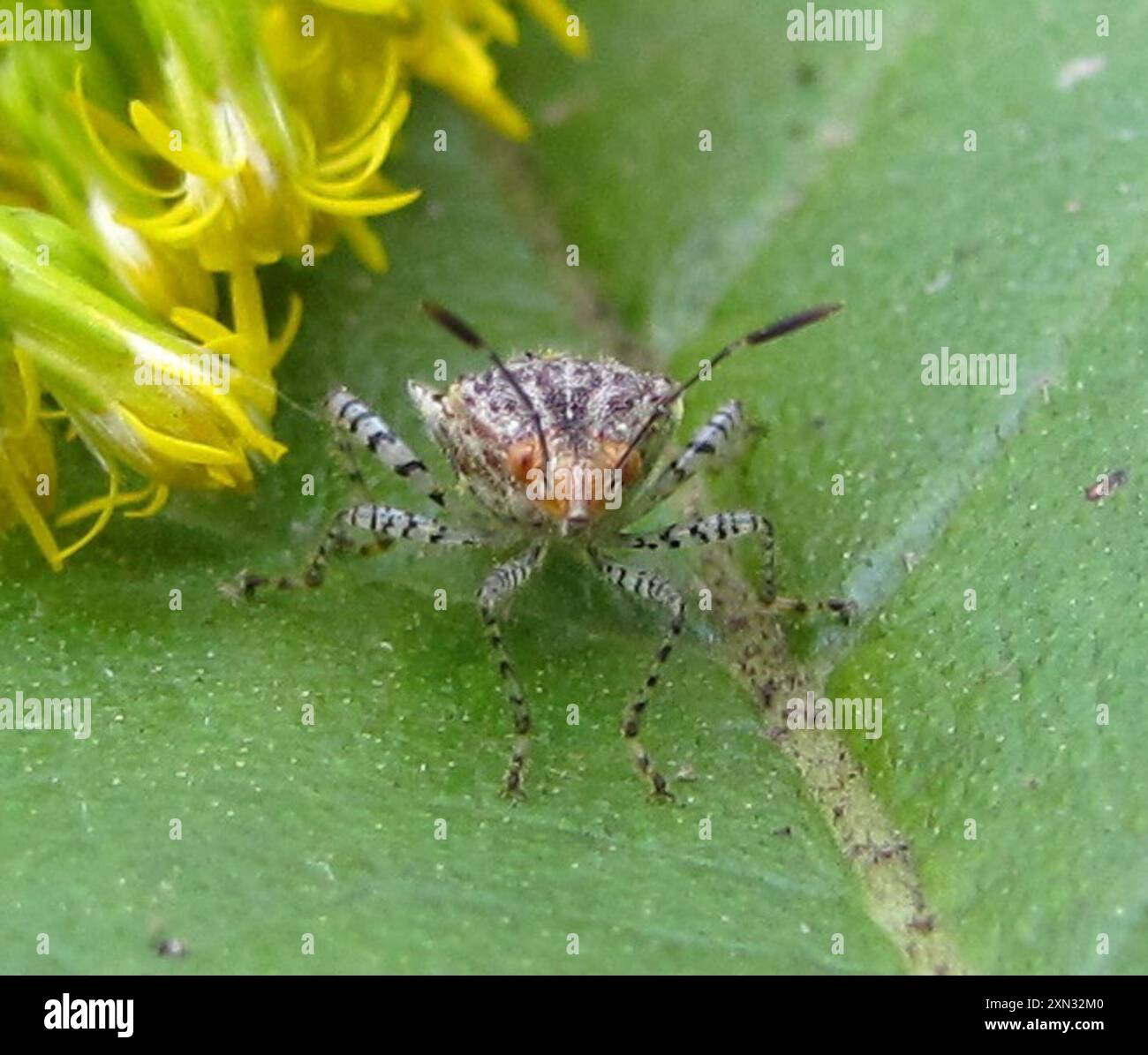 Hibiscus Scentless Plant Bug (Niesthrea louisianica) Insecta Stock ...