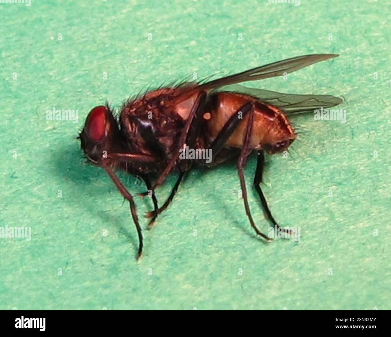 Common House Fly (Musca domestica) Insecta Stock Photo - Alamy