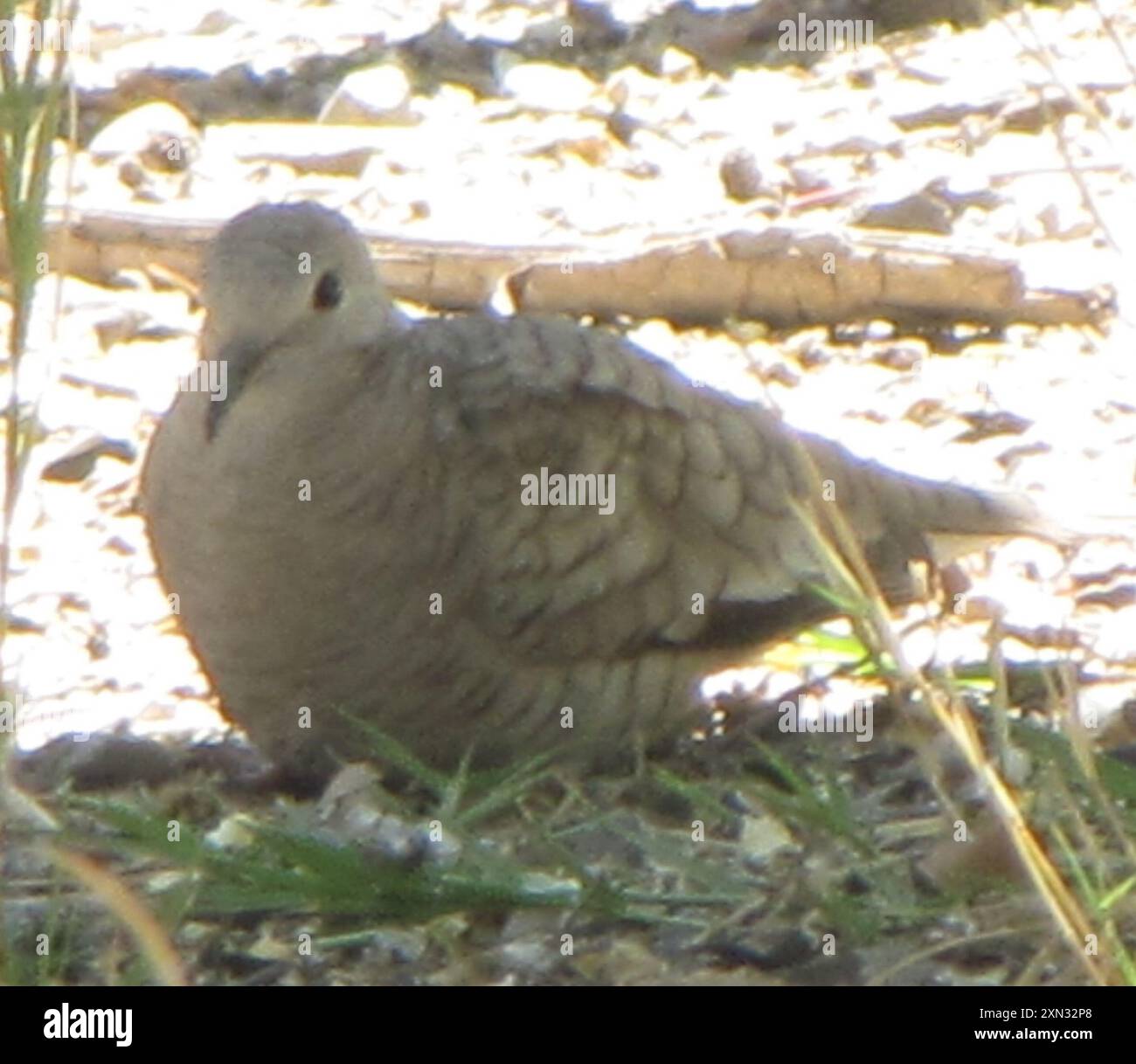 Inca Dove (Columbina inca) Aves Stock Photo - Alamy