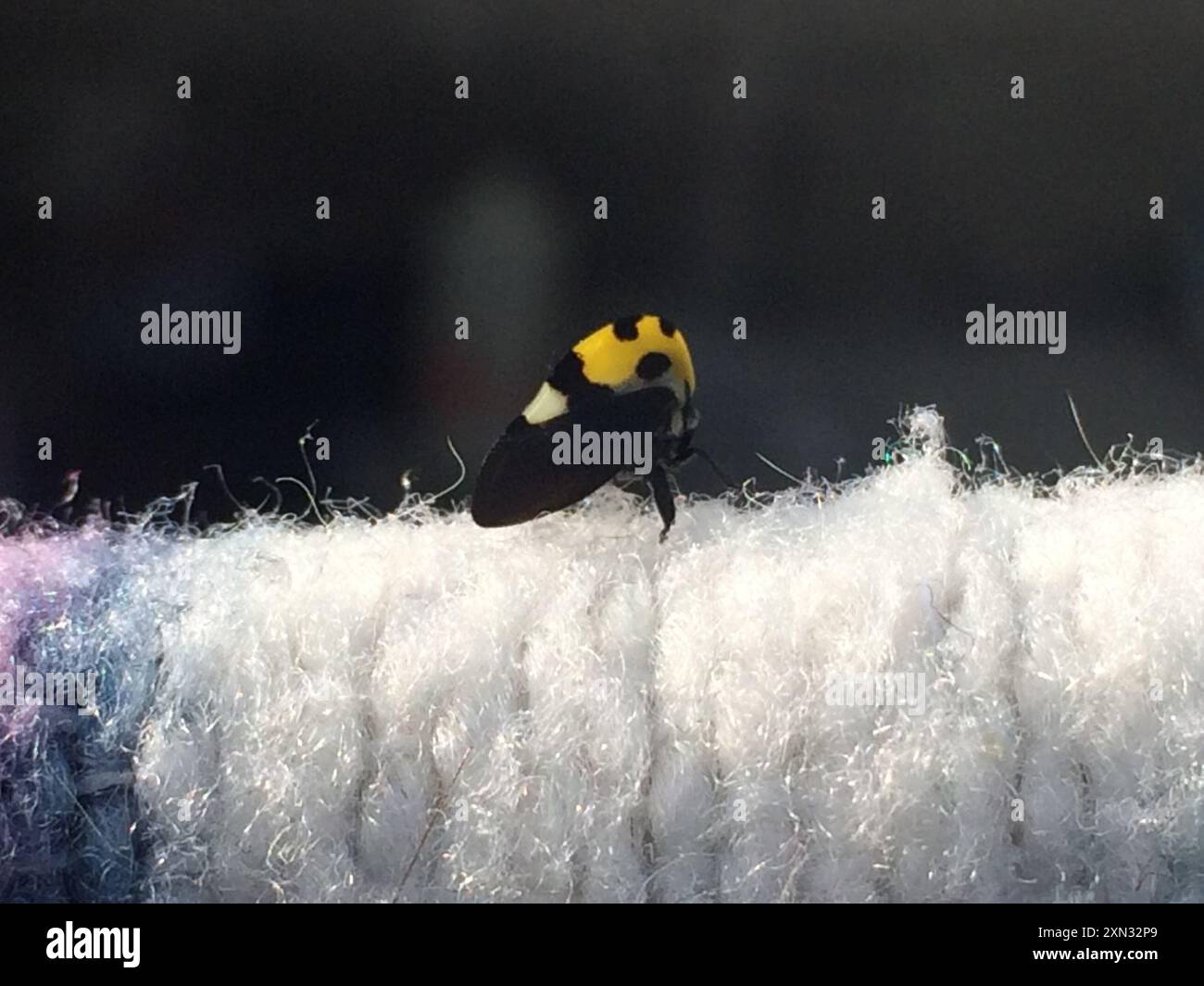 Mexican treehopper hi-res stock photography and images - Alamy