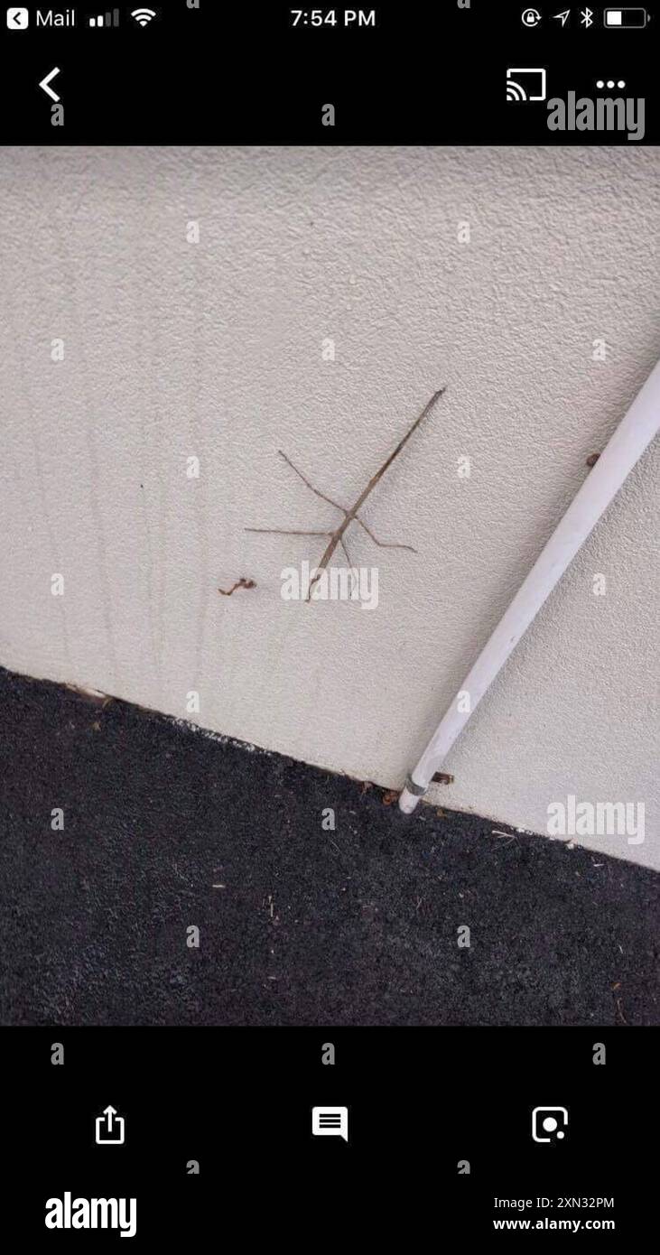 New Zealand Giant Stick Insect (Argosarchus horridus) Insecta Stock ...