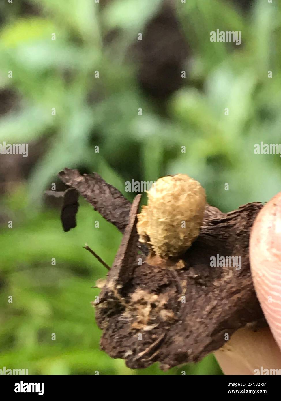 common bird's nest fungus (Crucibulum laeve) Fungi Stock Photo - Alamy