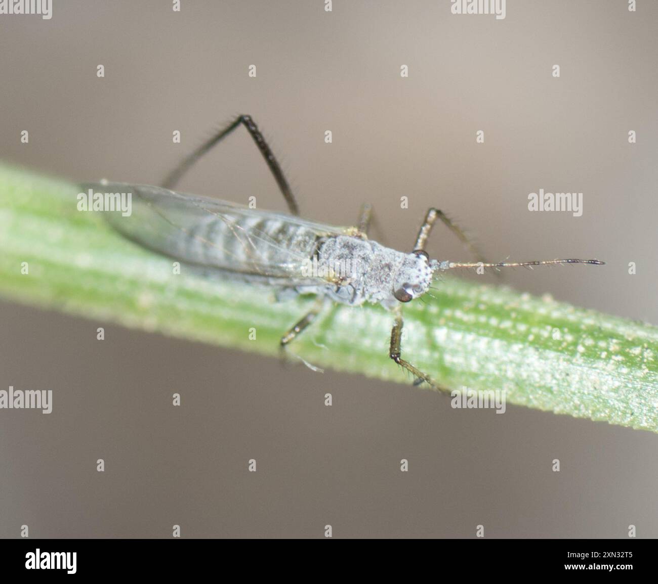pine needle aphid (Eulachnus rileyi) Insecta Stock Photo - Alamy