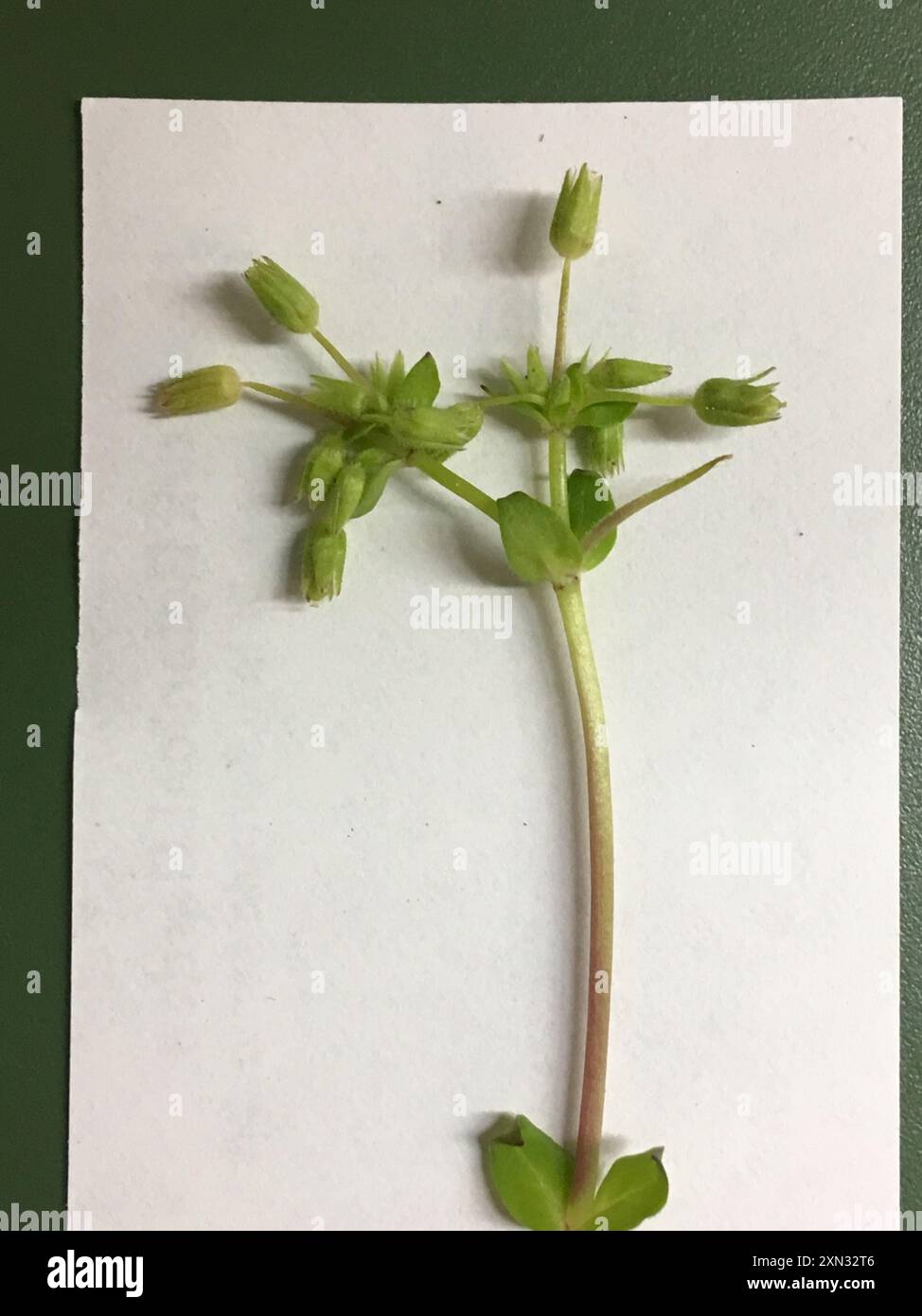 lesser chickweed (Stellaria apetala) Plantae Stock Photo - Alamy