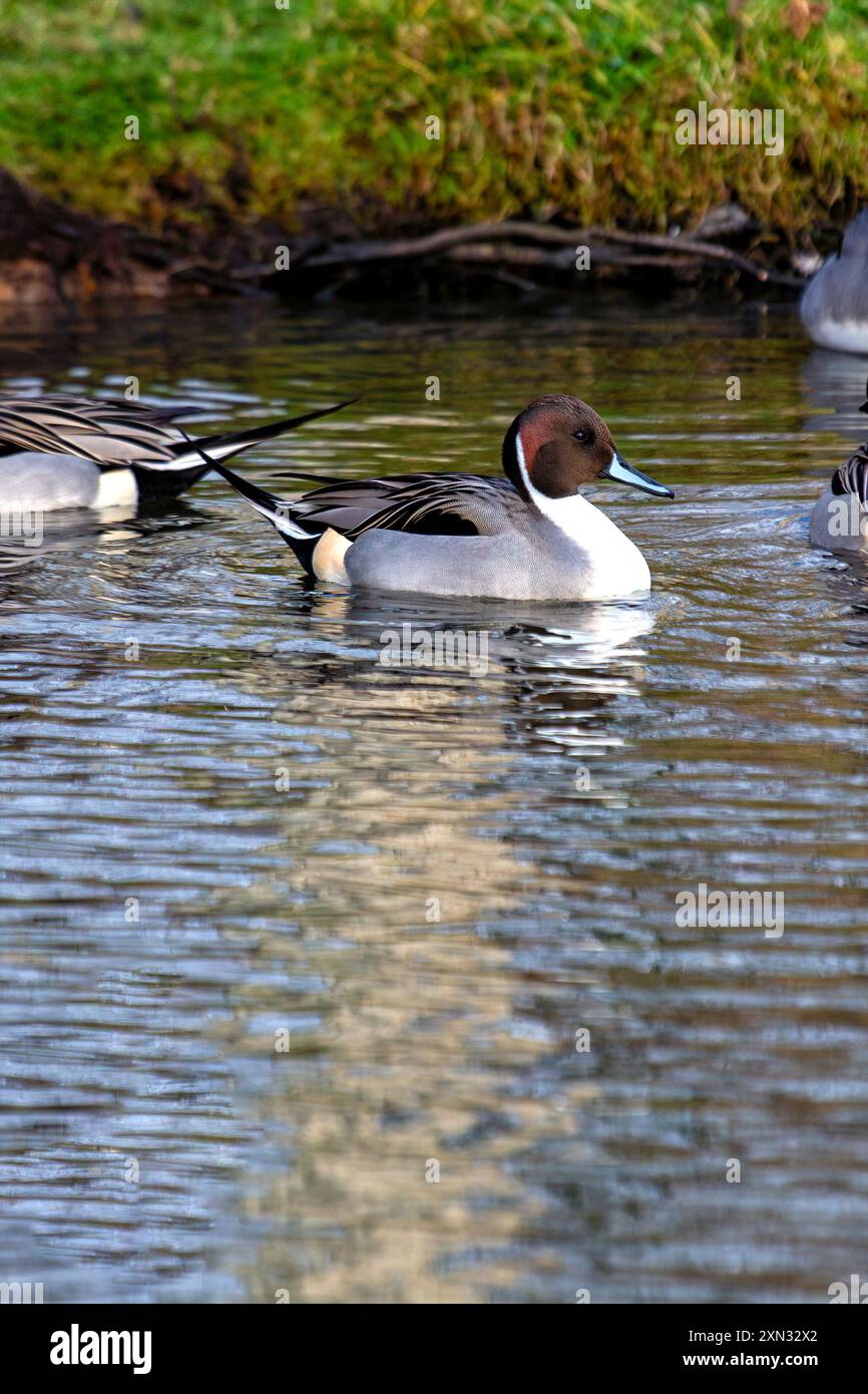 Northern Pintail Duck in wetlands. Eats seeds, aquatic insects ...