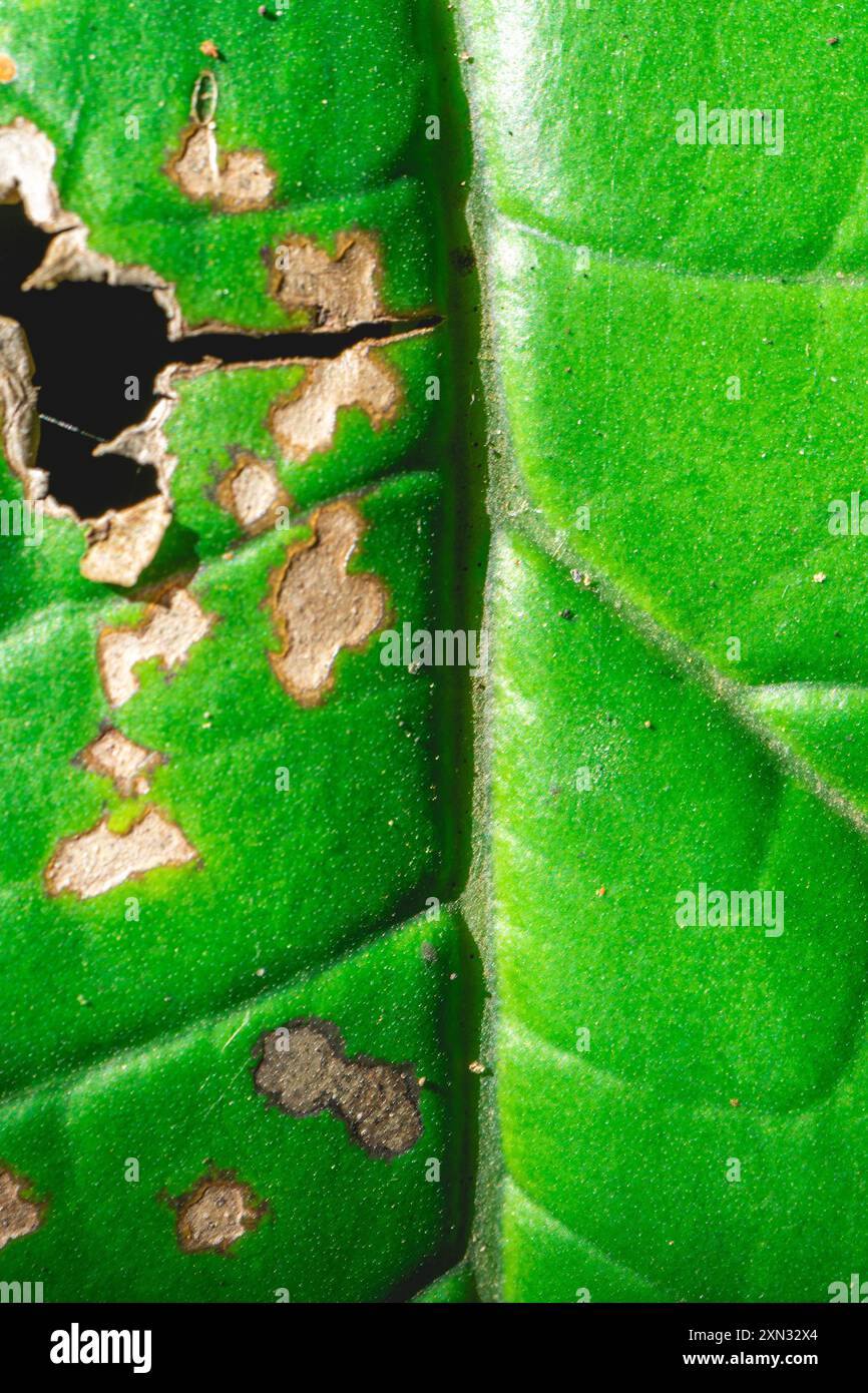 Close up from a big green leave that is damaged by insects. In the ...