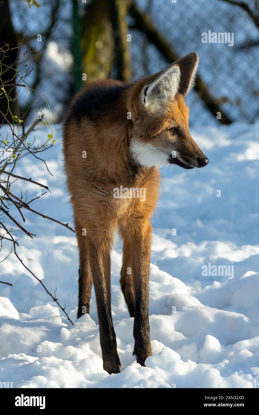 Maned Wolf in Brazil's Cerrado, an omnivore eating fruits, small ...