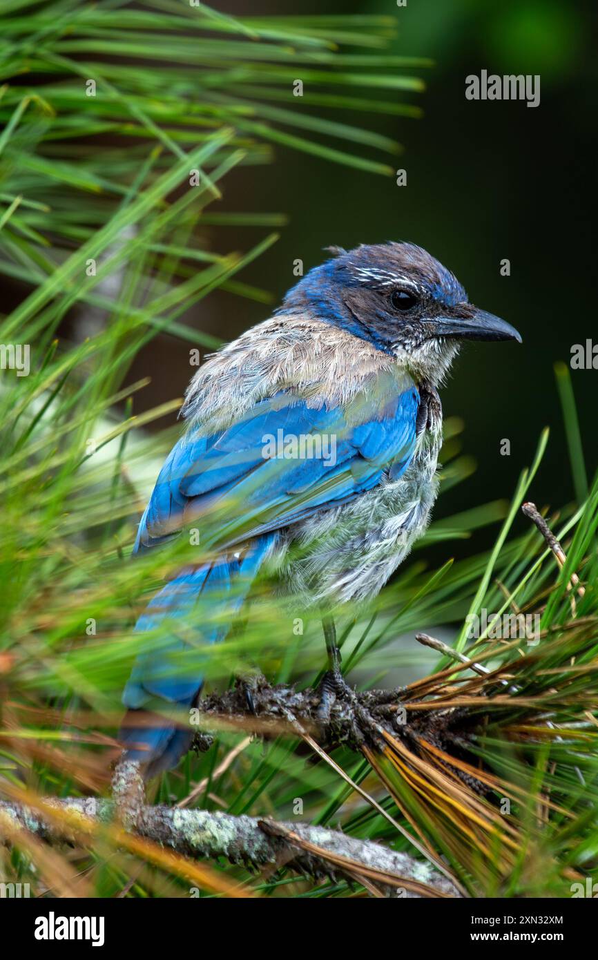 Western Scrub-Jay foraging in Golden Gate Park, San Francisco. Eats ...