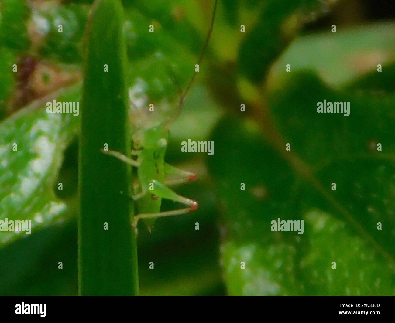 Common Meadow Katydids (Conocephalini) Insecta Stock Photo - Alamy