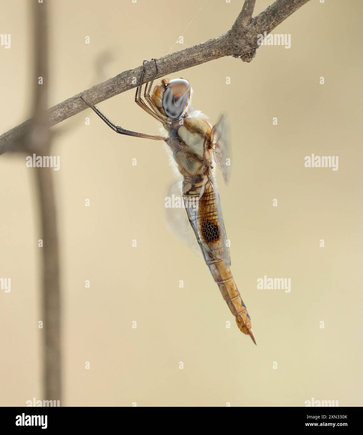 Spot-winged Glider (Pantala hymenaea) Insecta Stock Photo - Alamy