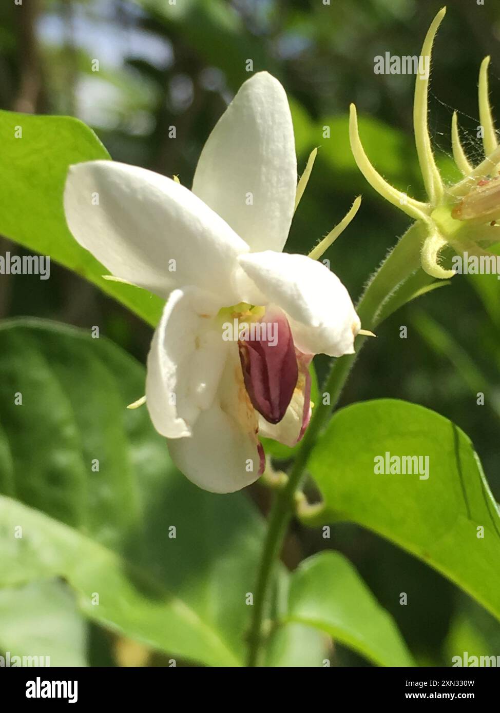 flowering plants (Angiospermae) Plantae Stock Photo - Alamy