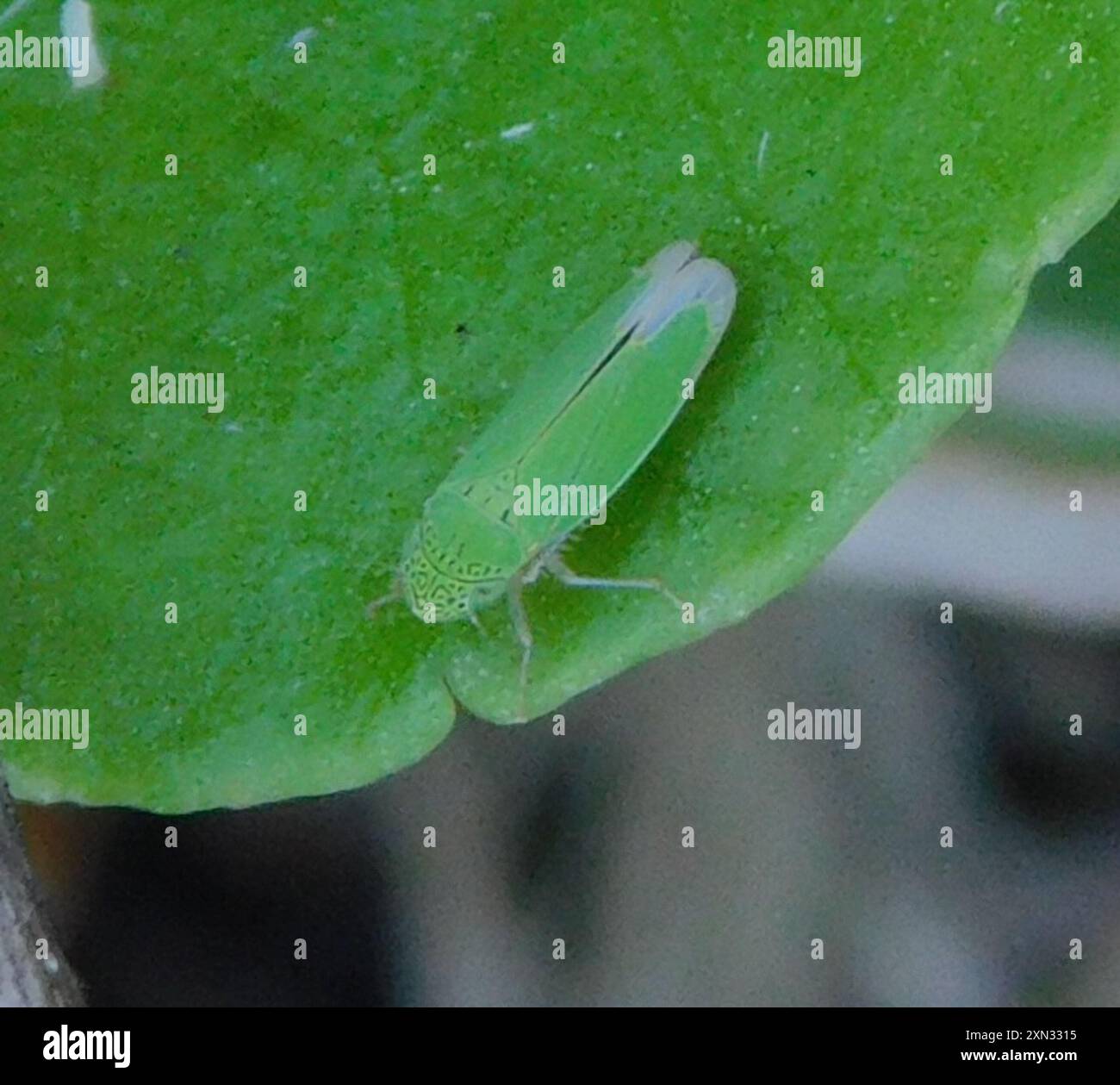 Common Green Leafhopper (Hortensia similis) Insecta Stock Photo - Alamy