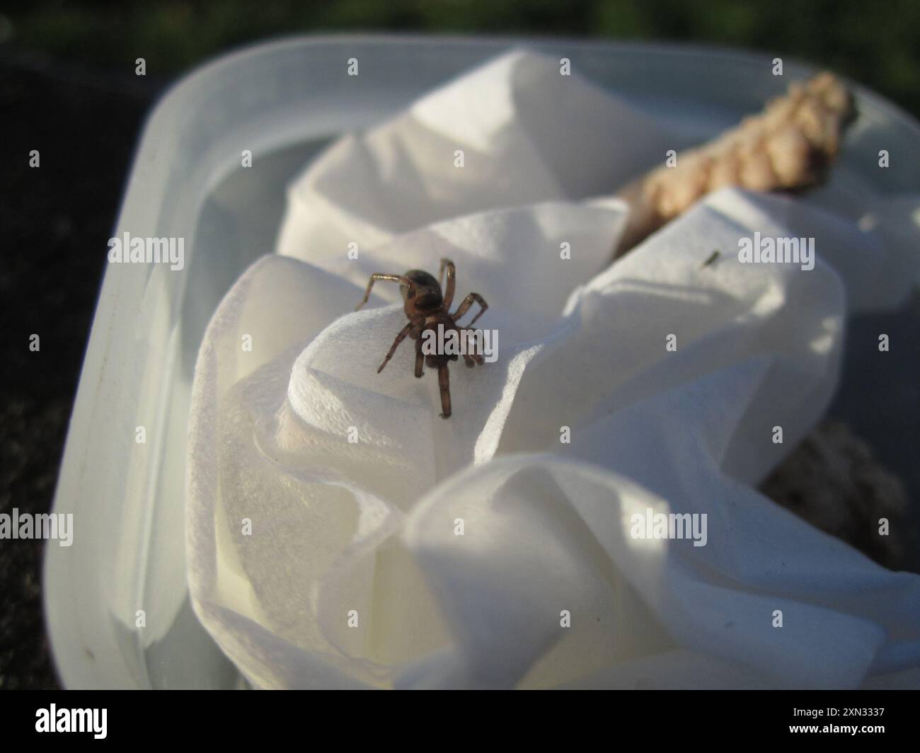 (Intruda signata) Arachnida Stock Photo - Alamy