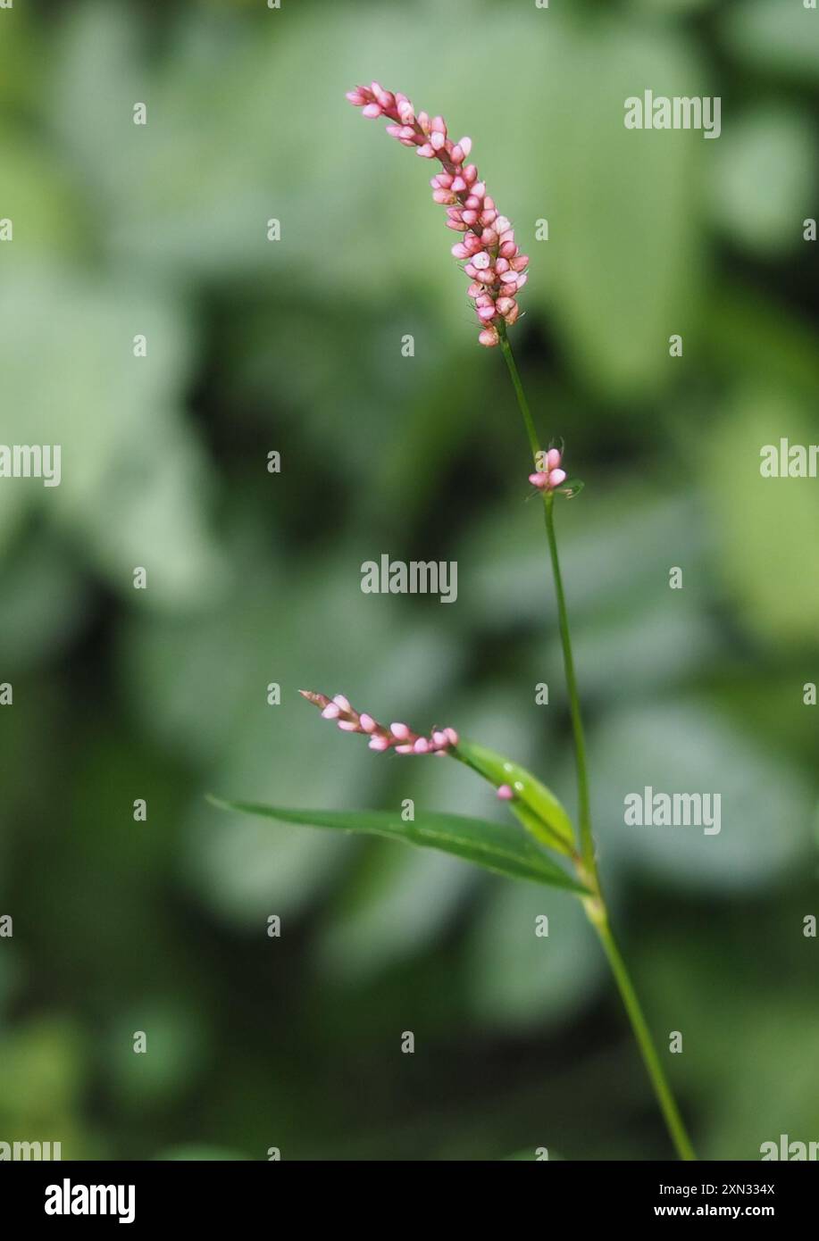 low smartweed (Persicaria longiseta) Plantae Stock Photo - Alamy