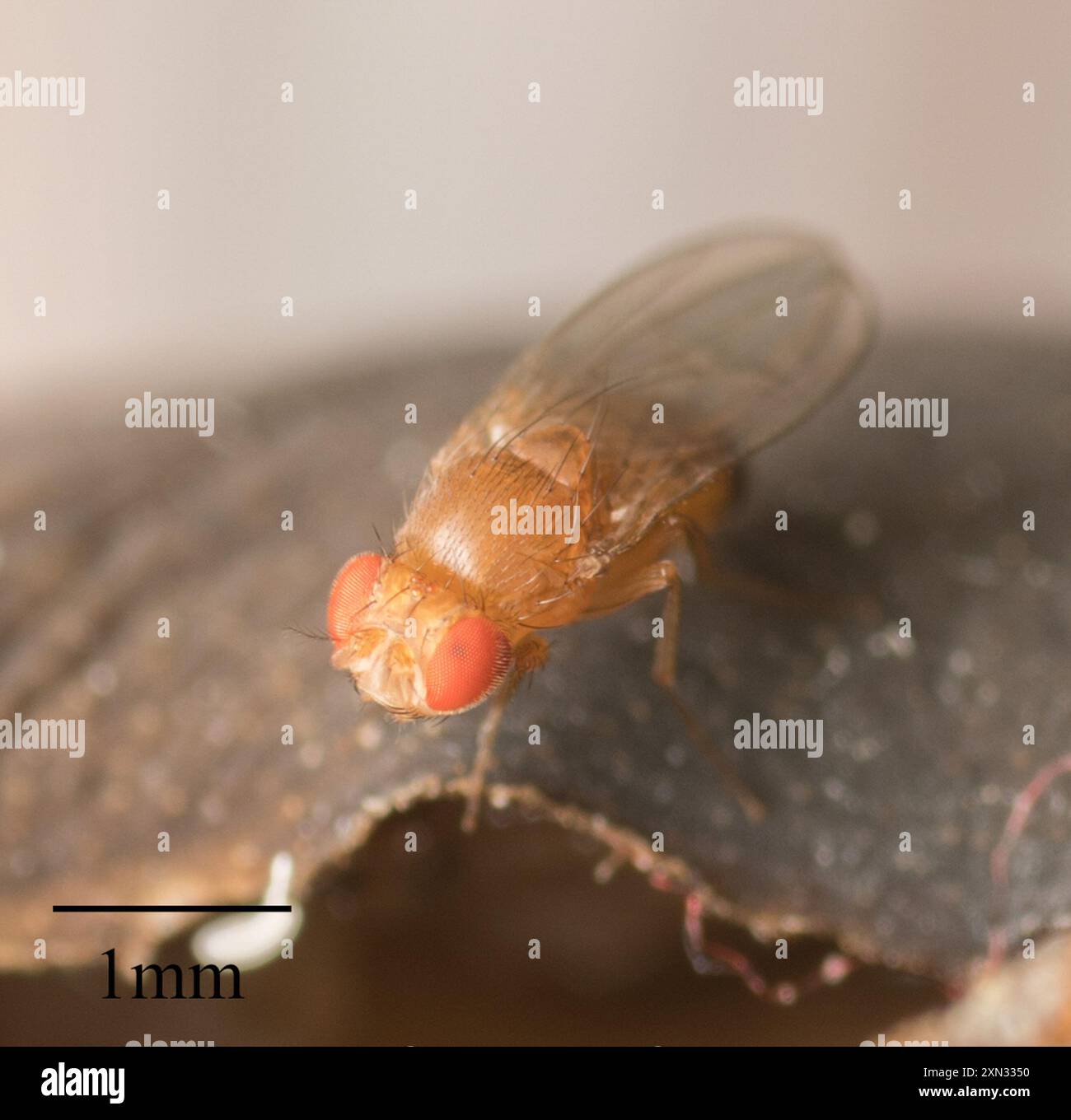 Common Fruit Fly (Drosophila melanogaster) Insecta Stock Photo - Alamy