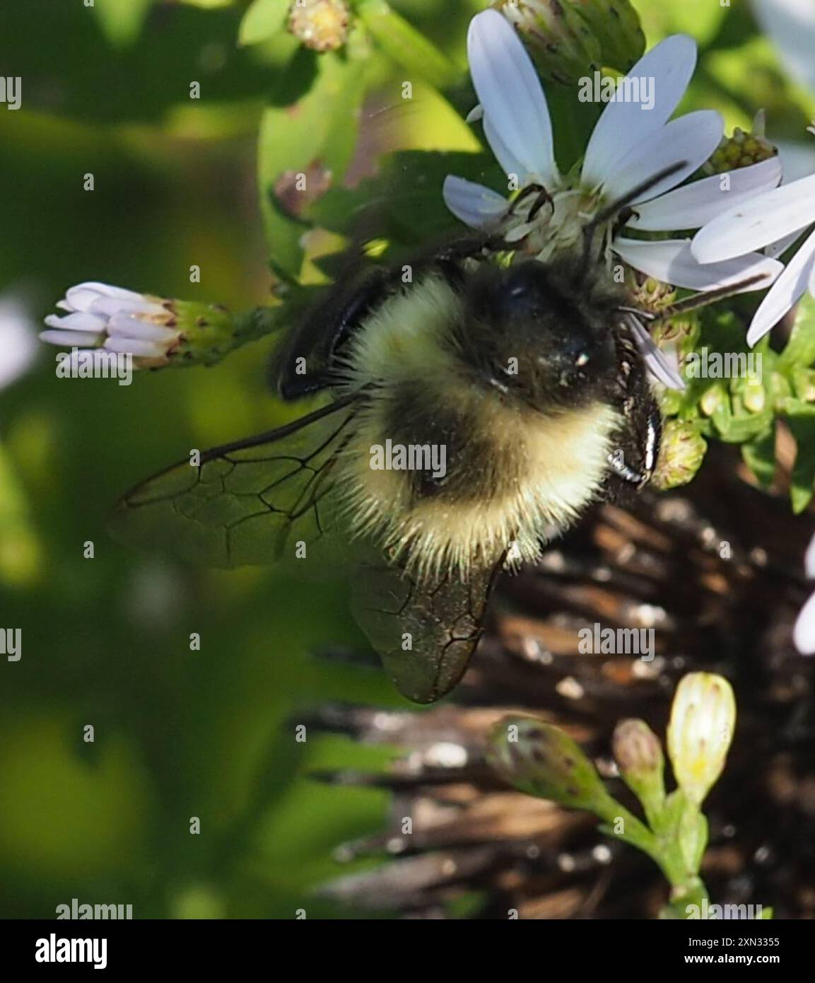Common Eastern Bumble Bee (Bombus impatiens) Insecta Stock Photo - Alamy