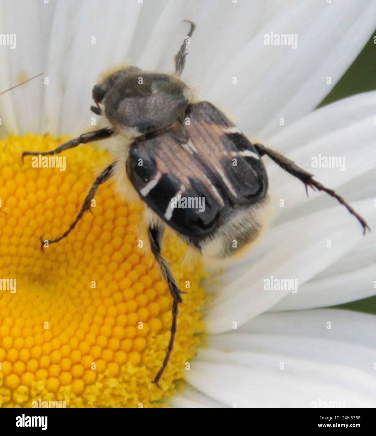 Bee-mimic Beetle (Trichiotinus assimilis) Insecta Stock Photo - Alamy