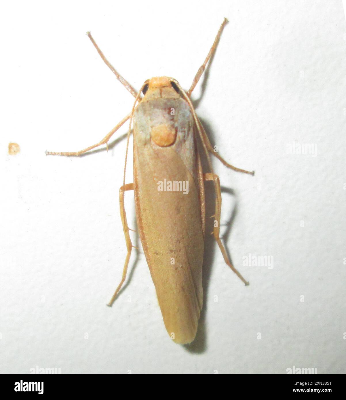 Lichen Moths (Lithosiini) Insecta Stock Photo - Alamy