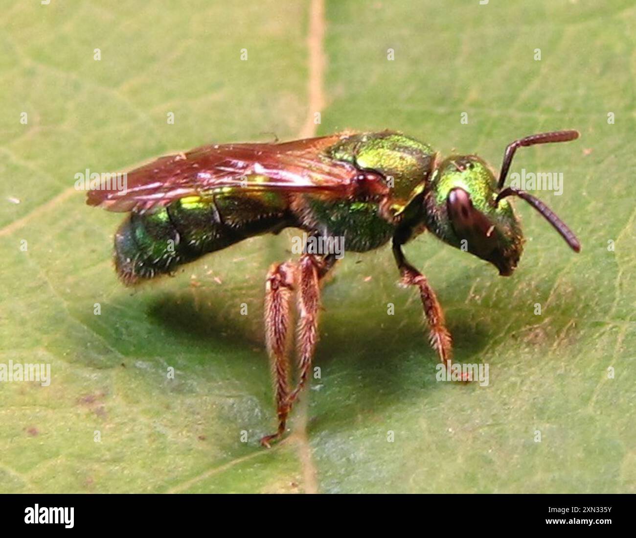 Augochlora pure hi-res stock photography and images - Alamy