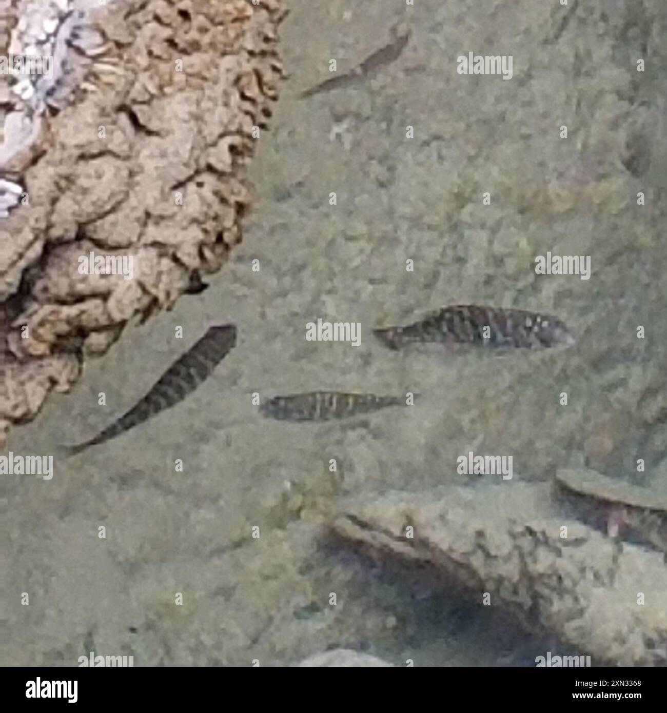 Zebra-perch Sea Chub (Kyphosus azureus) Actinopterygii Stock Photo - Alamy