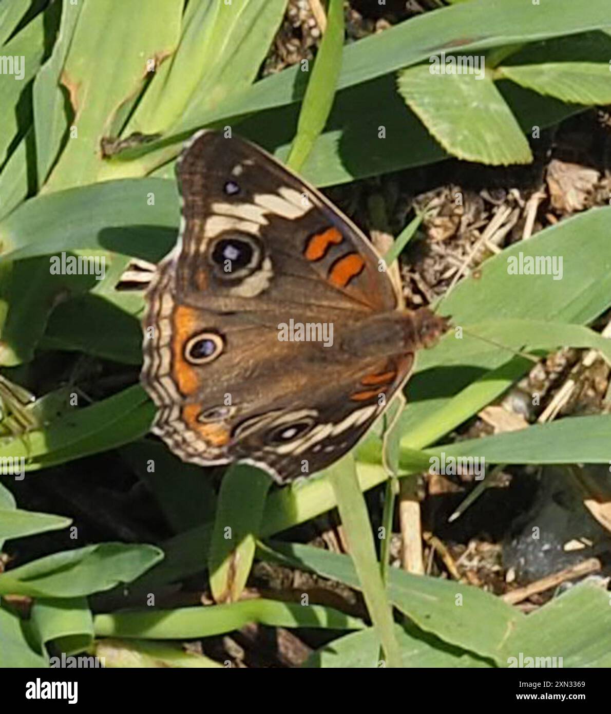 Common Buckeye (Junonia coenia) Insecta Stock Photo - Alamy
