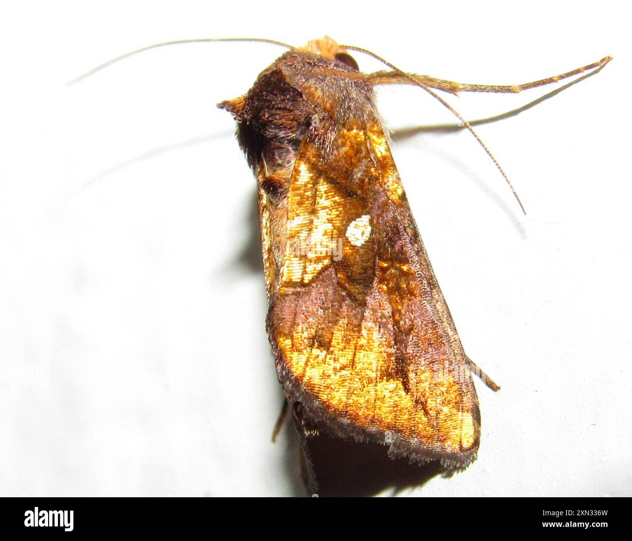 Golden looper moth hi-res stock photography and images - Alamy