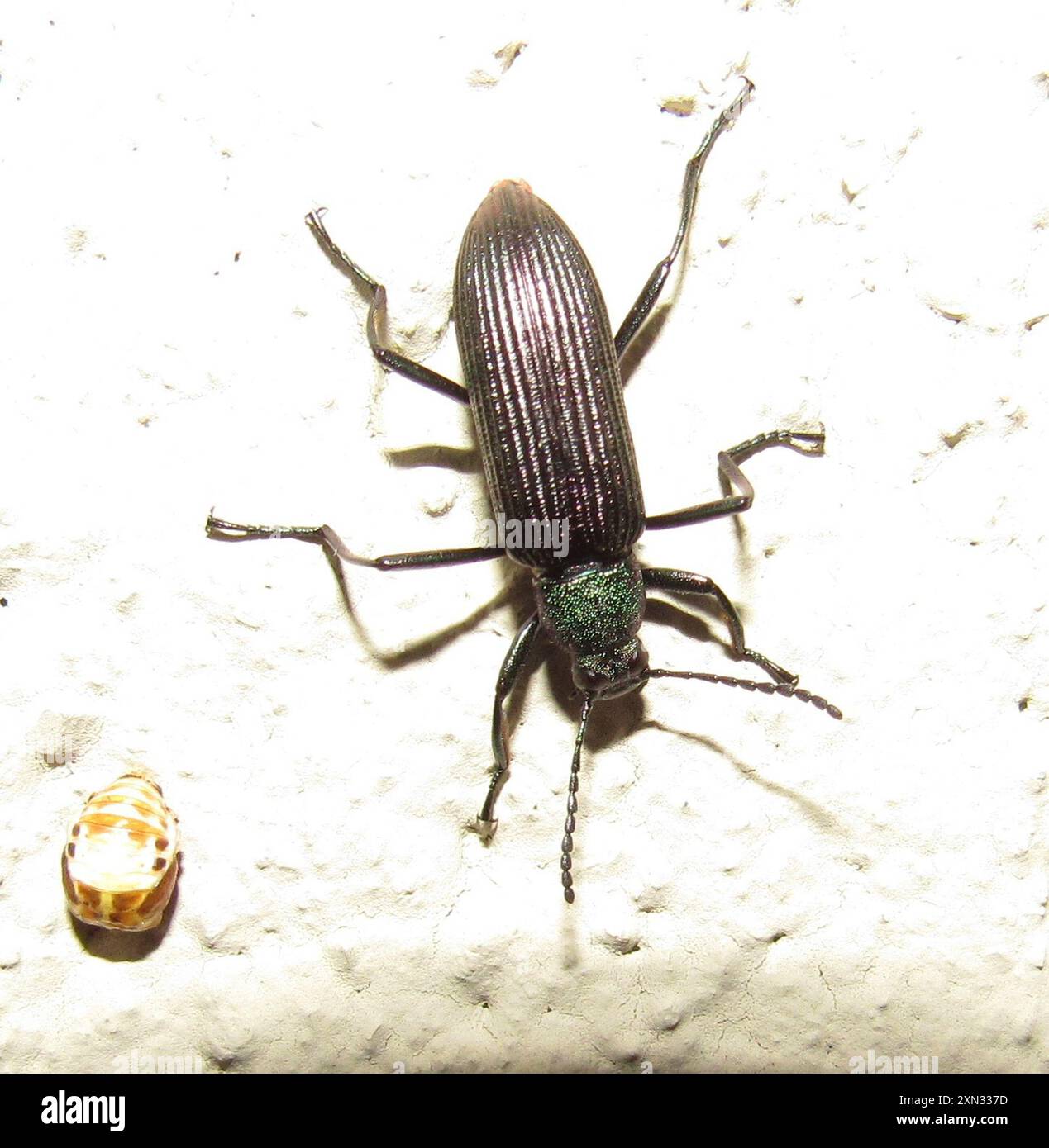 (Strongylium haemorrhoidale) Insecta Stock Photo - Alamy