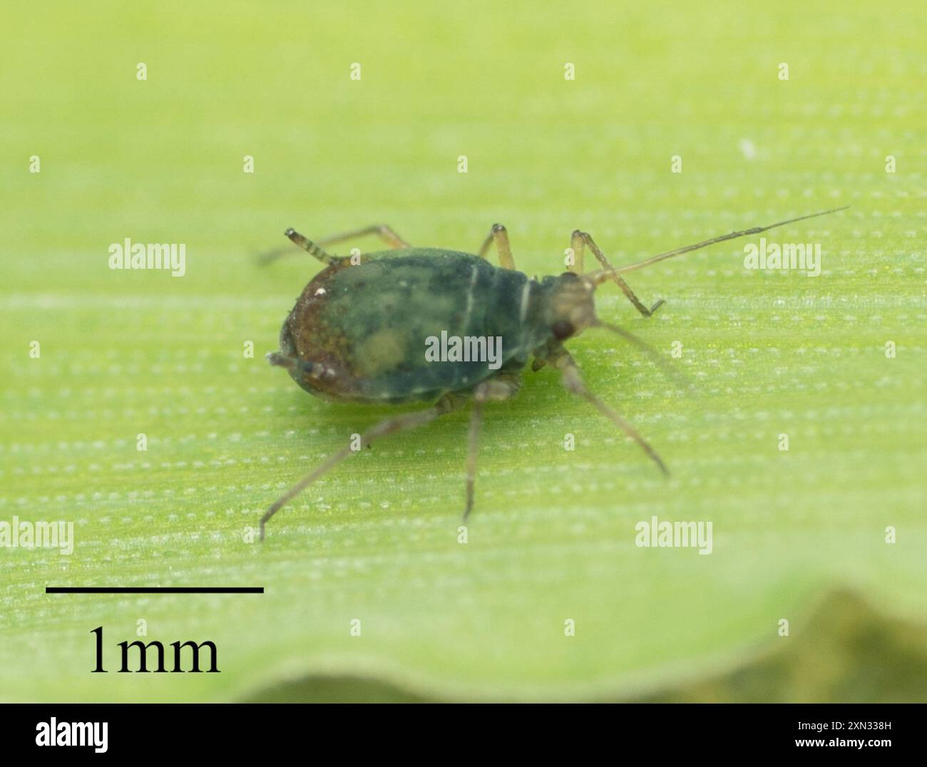 Bird Cherry-oat Aphid (Rhopalosiphum padi) Insecta Stock Photo - Alamy