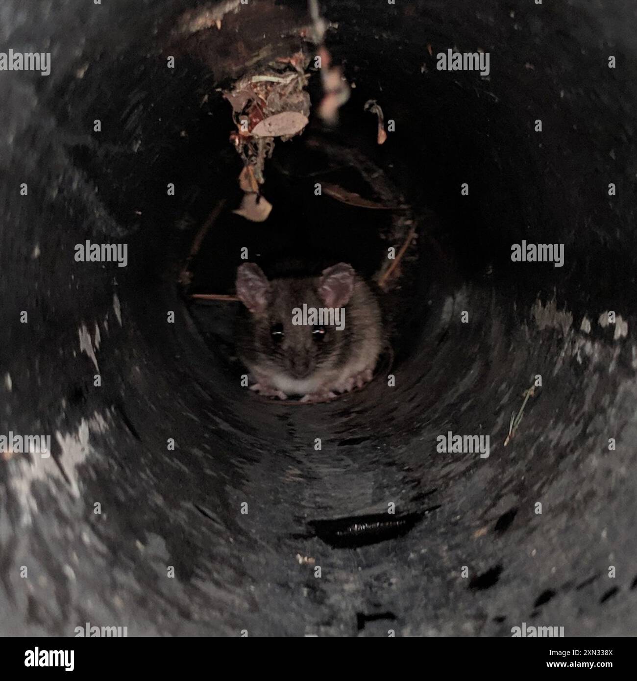 Murines (Murinae) Mammalia Stock Photo - Alamy