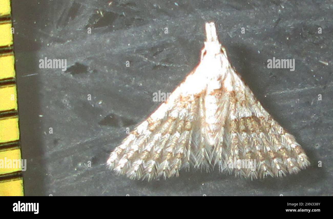 Many-plumed Moths (Alucitidae) Insecta Stock Photo - Alamy