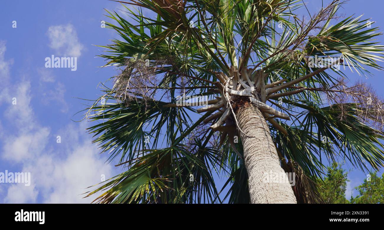 A tall palm tree reaching up to a clear blue sky, framed by lush green ...