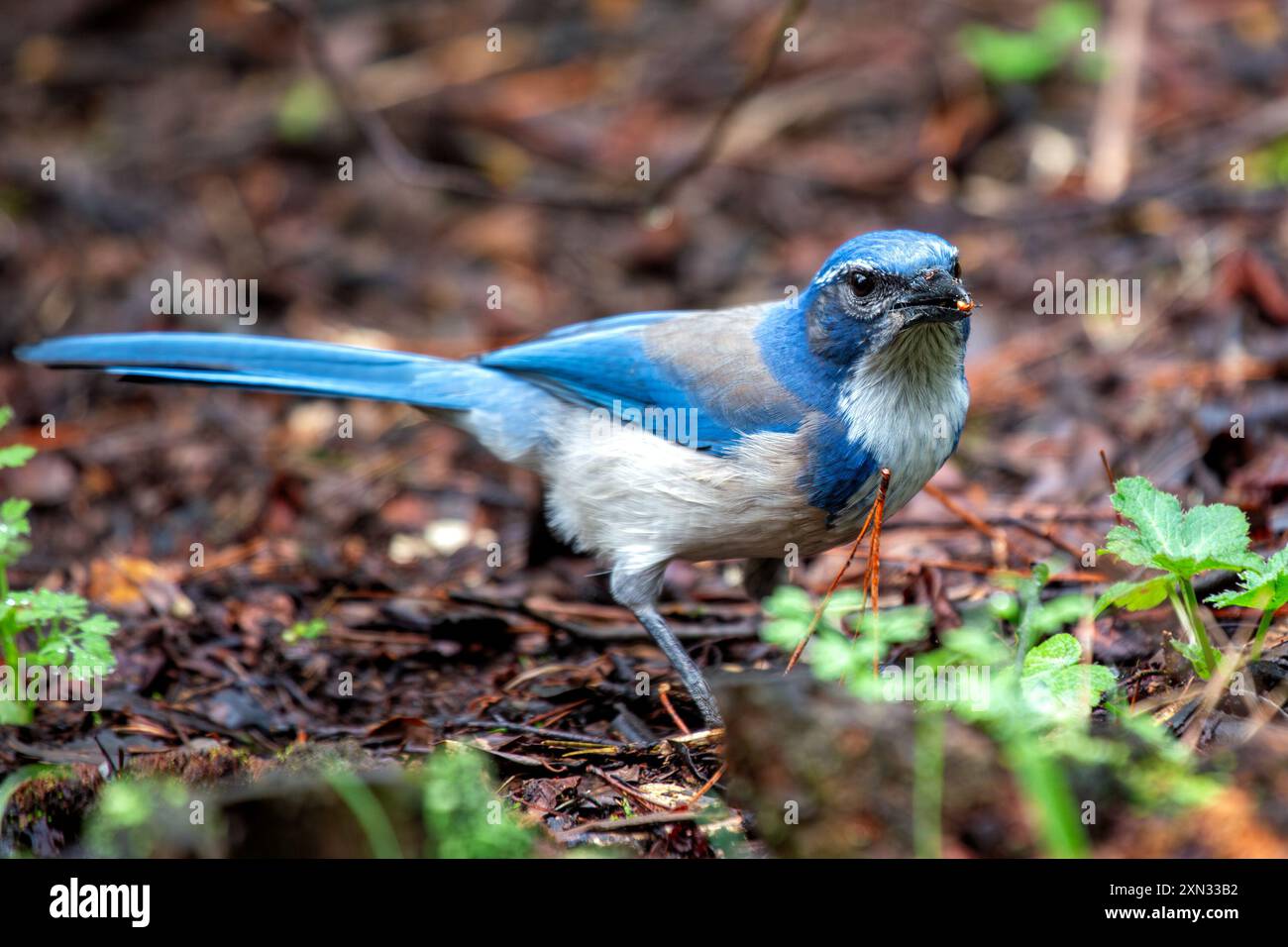 Western Scrub-Jay foraging in Golden Gate Park, San Francisco. Eats ...