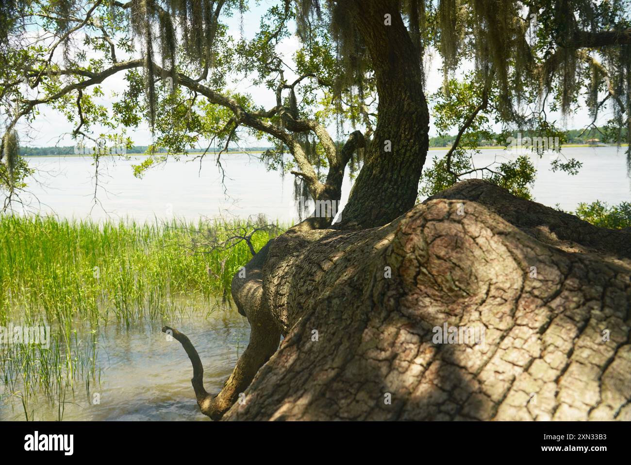Marshland ecosystem photography hi-res stock photography and images - Alamy