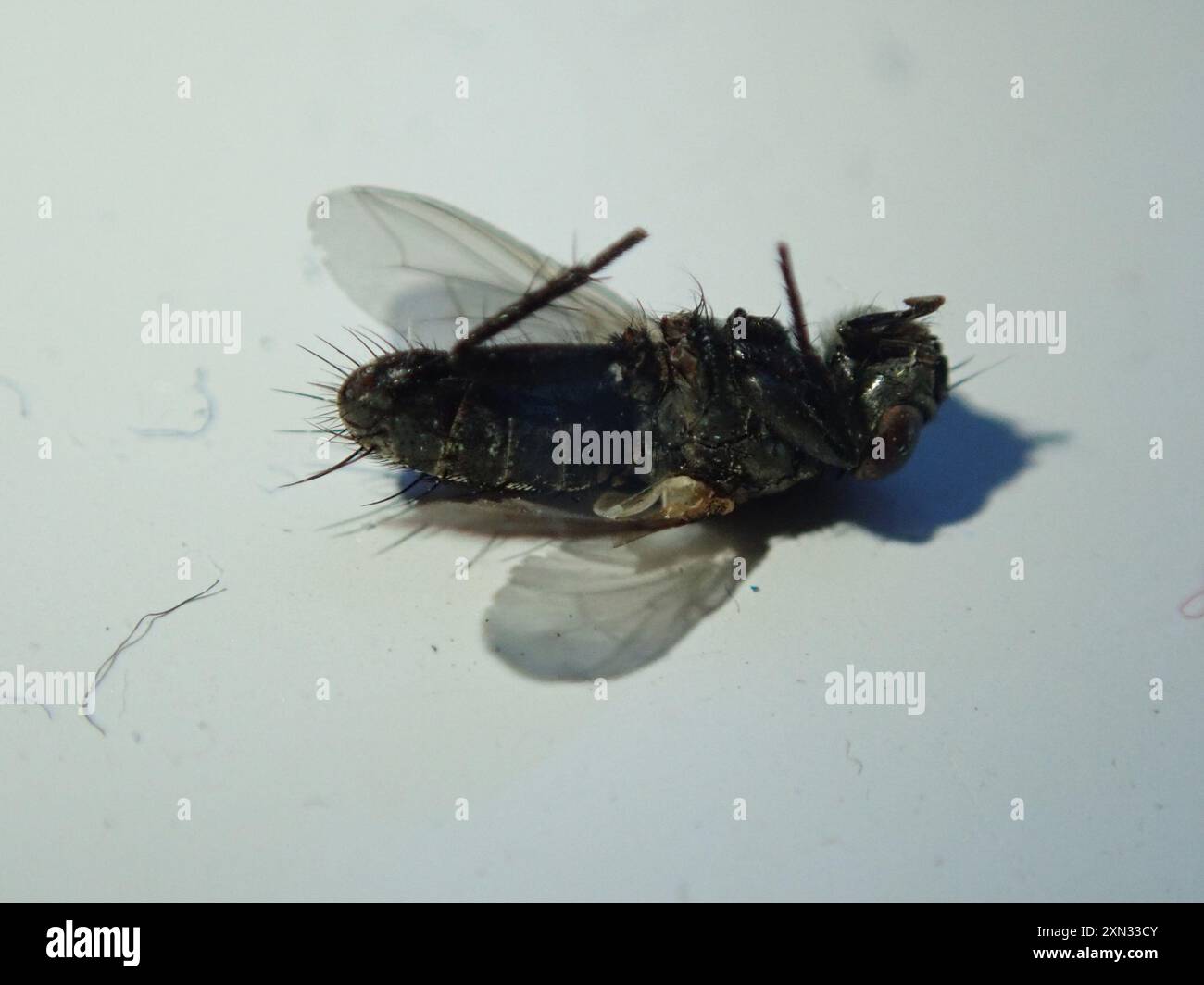 Bot Flies, Blow Flies, and Allies (Oestroidea) Insecta Stock Photo - Alamy