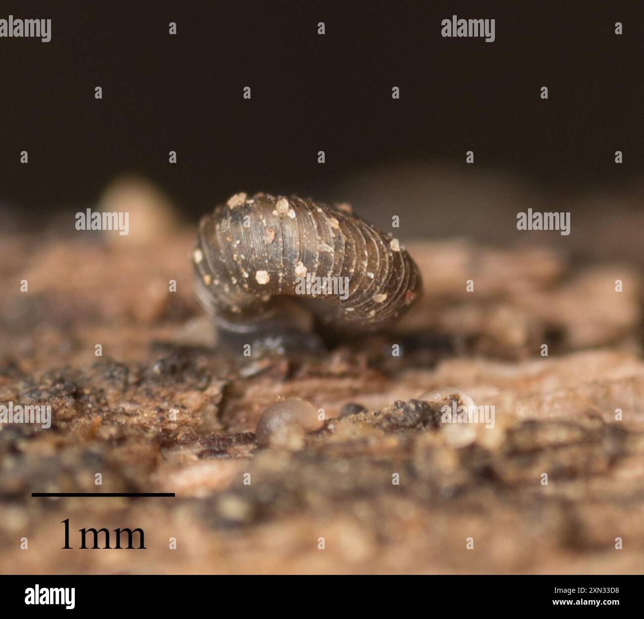 Pinhead Spot Snail (Paralaoma servilis) Mollusca Stock Photo - Alamy