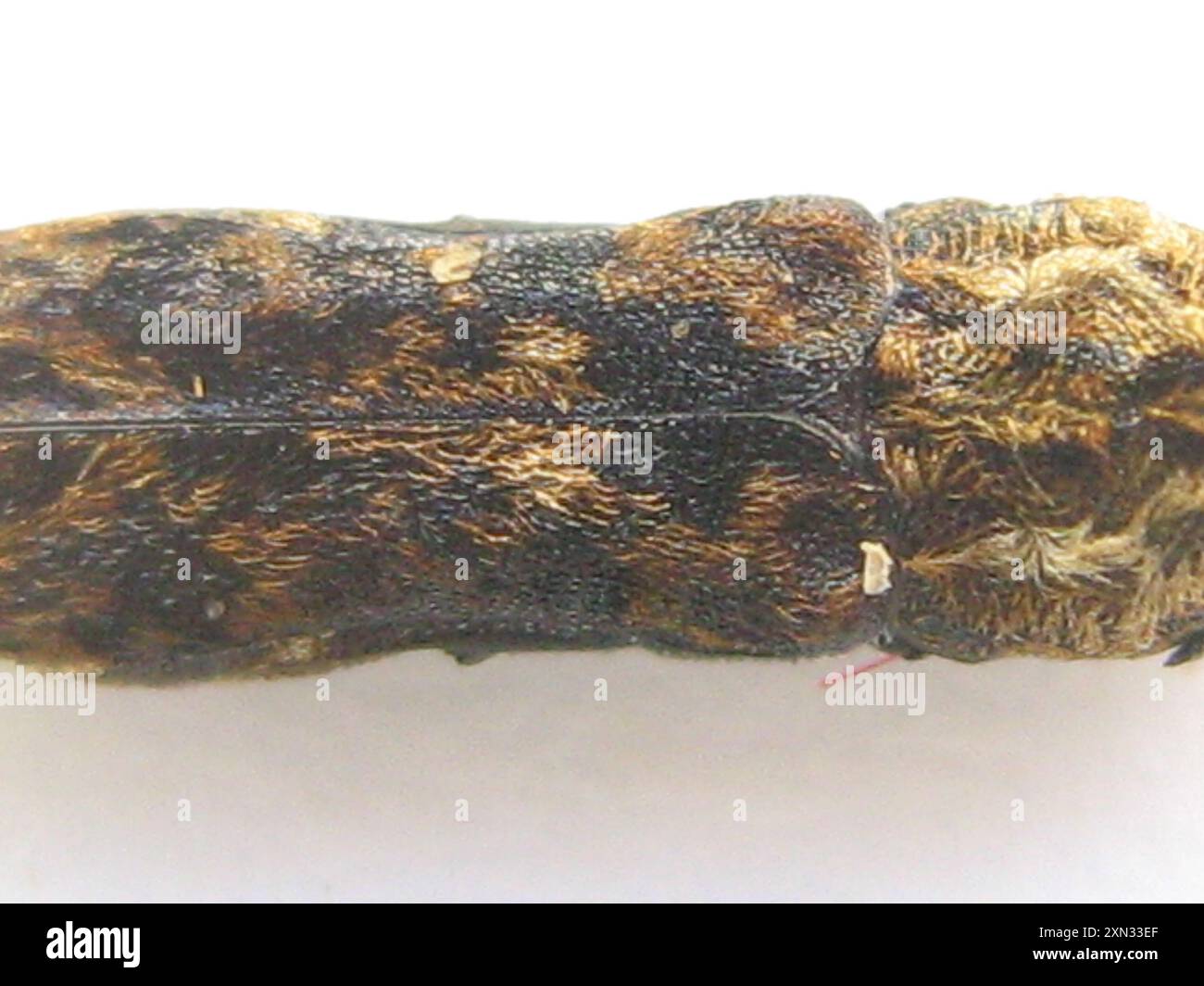 Planidia hi-res stock photography and images - Alamy