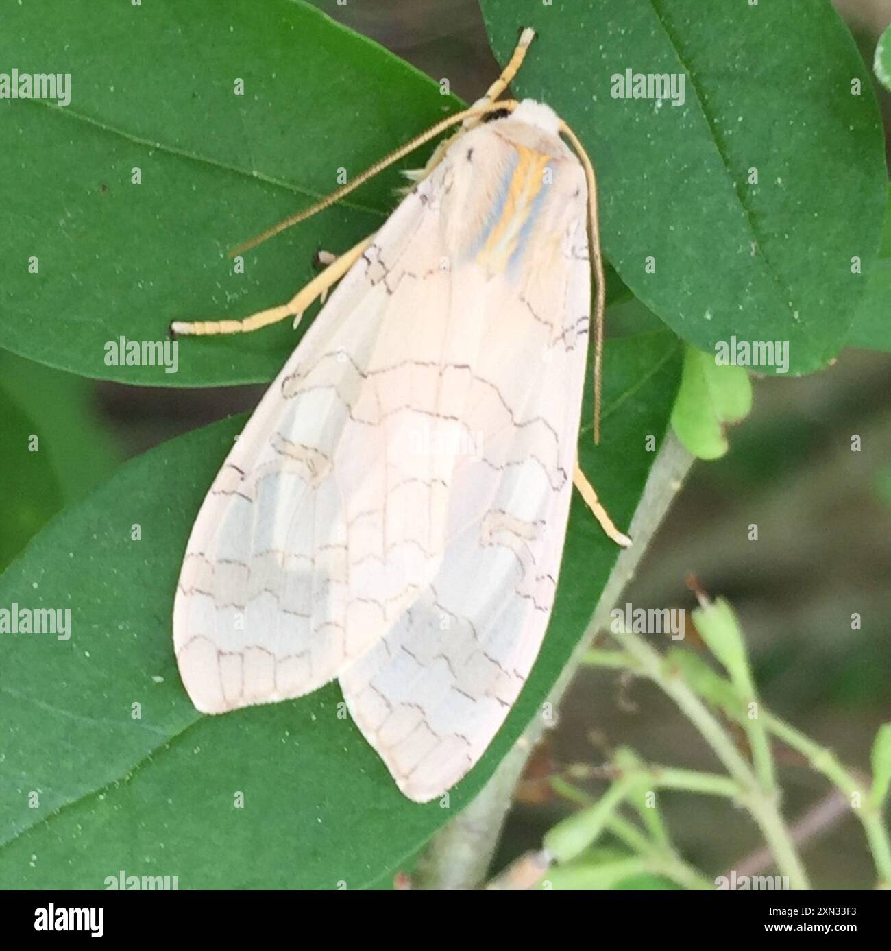 Banded Tussock Moth (Halysidota tessellaris) Insecta Stock Photo - Alamy