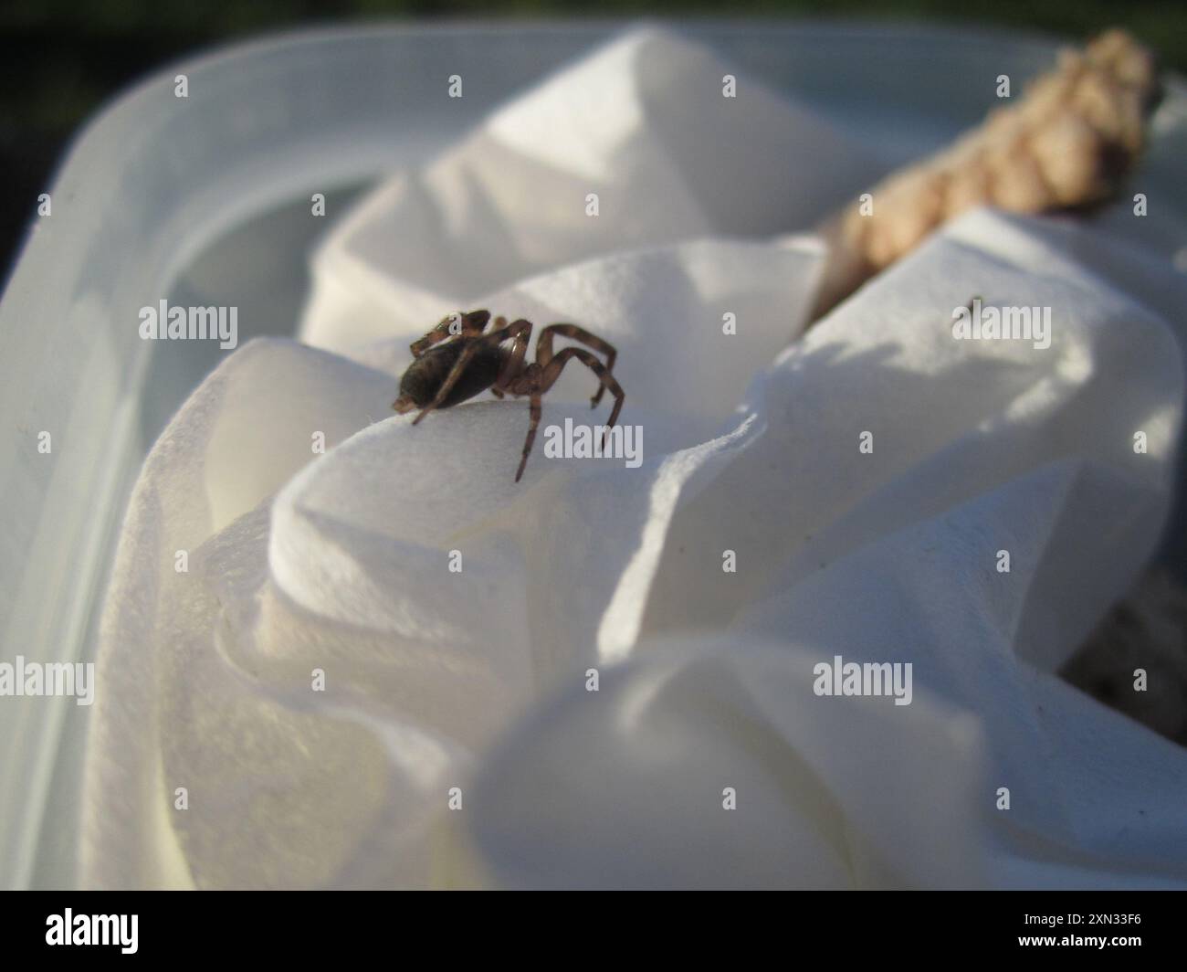 (Intruda signata) Arachnida Stock Photo - Alamy