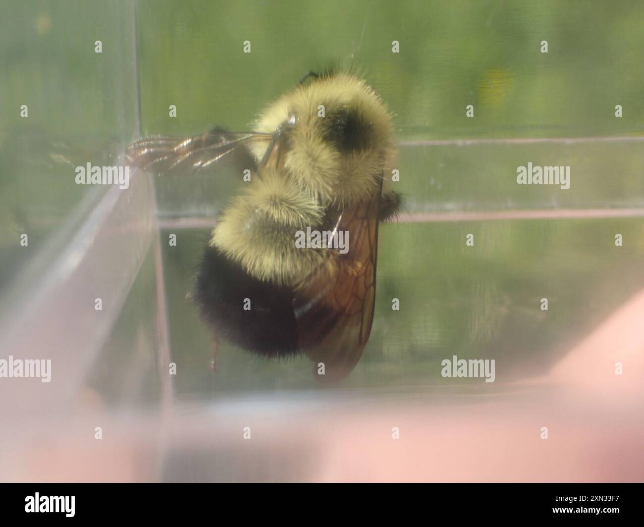 Half-black Bumble Bee (Bombus vagans) Insecta Stock Photo - Alamy