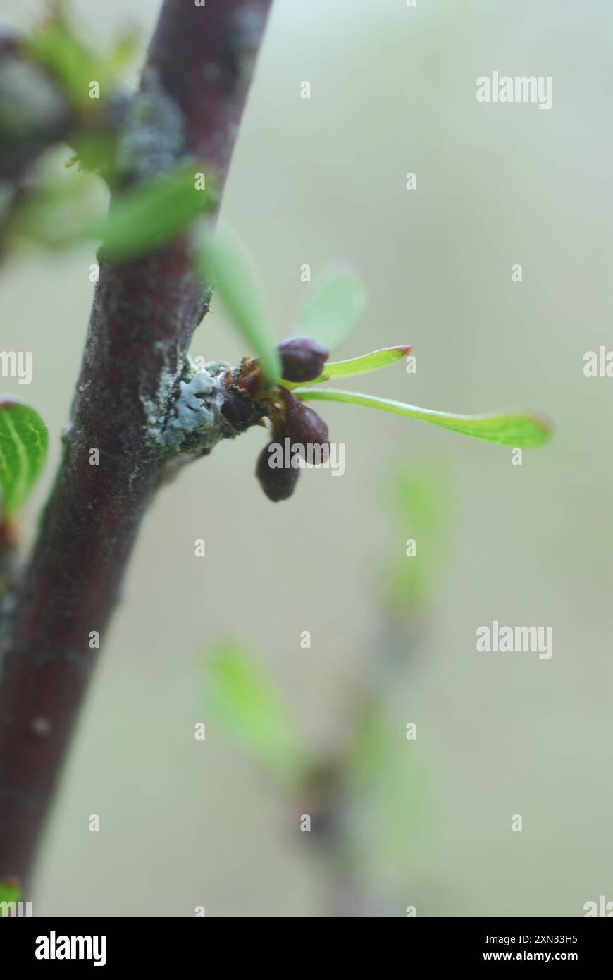 Makaka (Plagianthus divaricatus) Plantae Stock Photo - Alamy