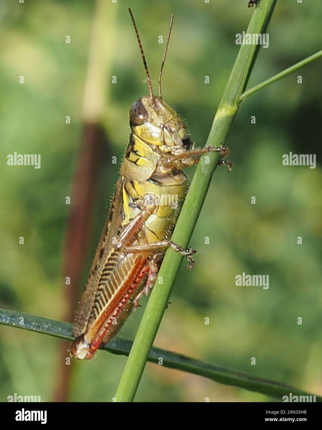 Red-legged Grasshopper (Melanoplus femurrubrum) Insecta Stock Photo - Alamy