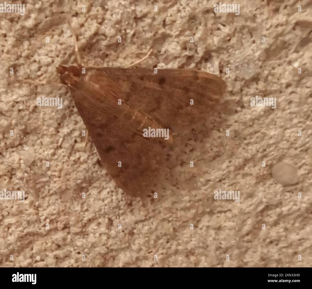 Dusky Herpetogramma Moth (Herpetogramma phaeopteralis) Insecta Stock ...