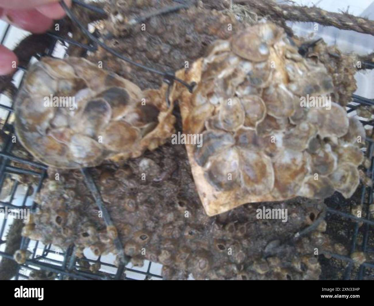 Eastern Oyster (Crassostrea virginica) Mollusca Stock Photo - Alamy